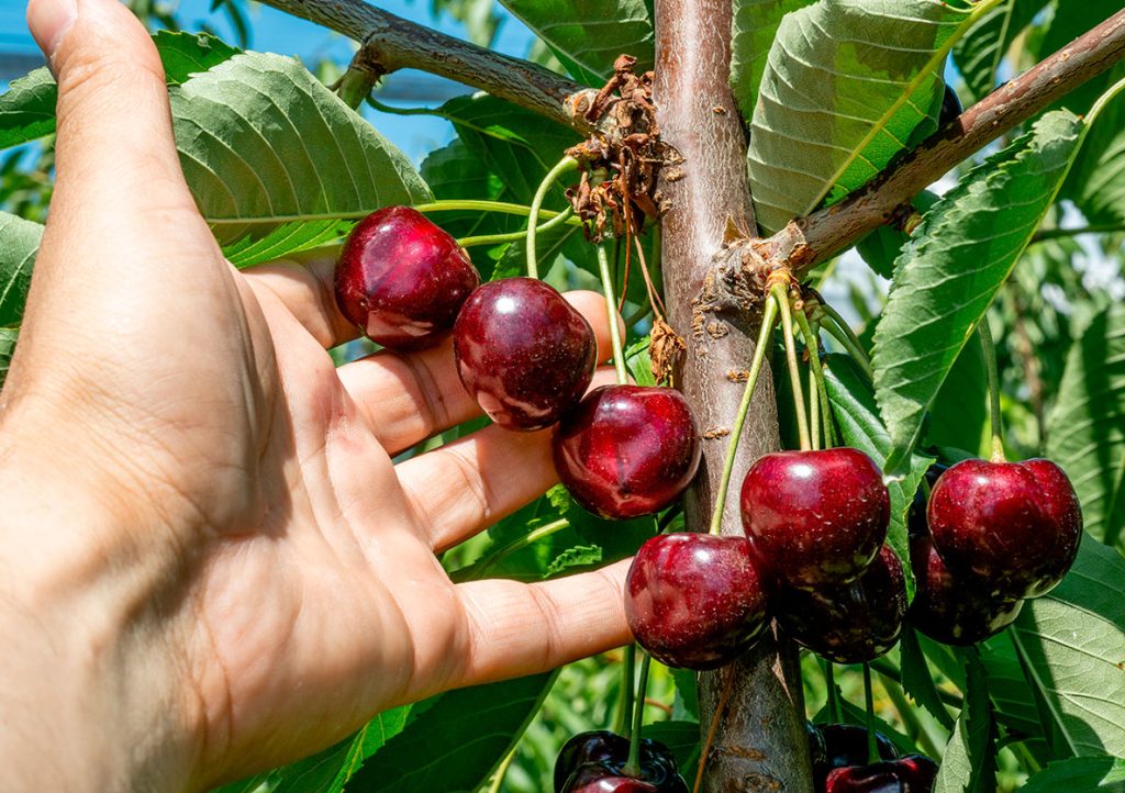 BMK Agrar – Premium Cherries from Serbia for Export